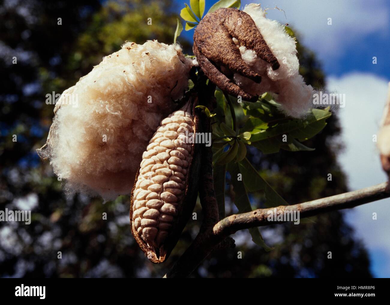 Kapok pod and fibres (Ceiba pentandra), Malvaceae-Bombacaceae. Detail ...
