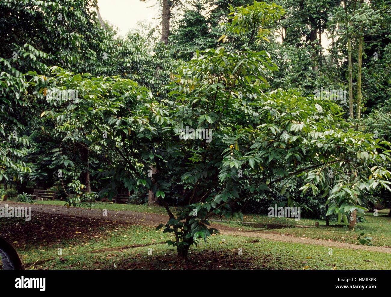Botany rubiaceae coffee coffea arabica hi-res stock photography and ...