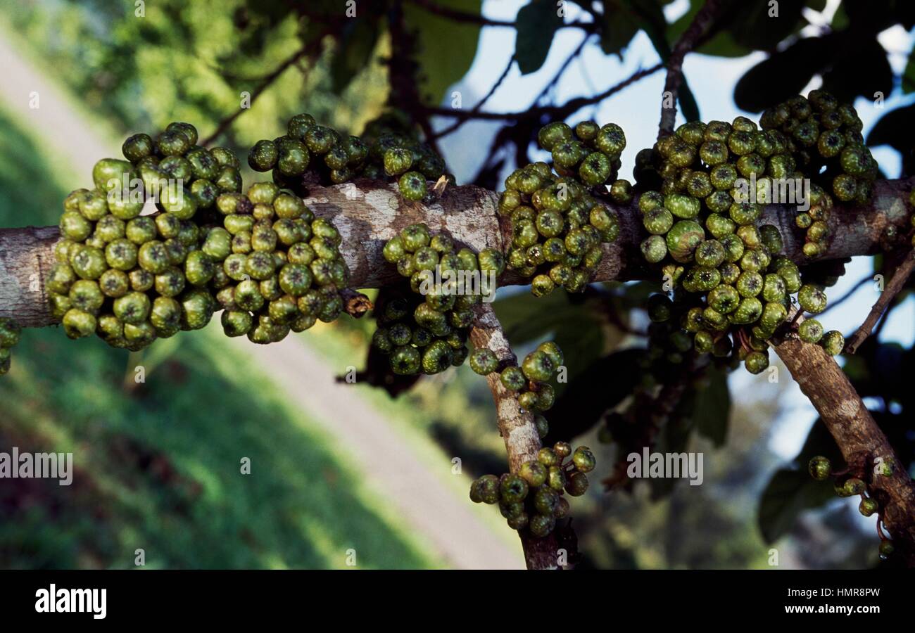 Yellow Stem fig fruit, (Ficus fistulosa), Moraceae Stock Photo - Alamy