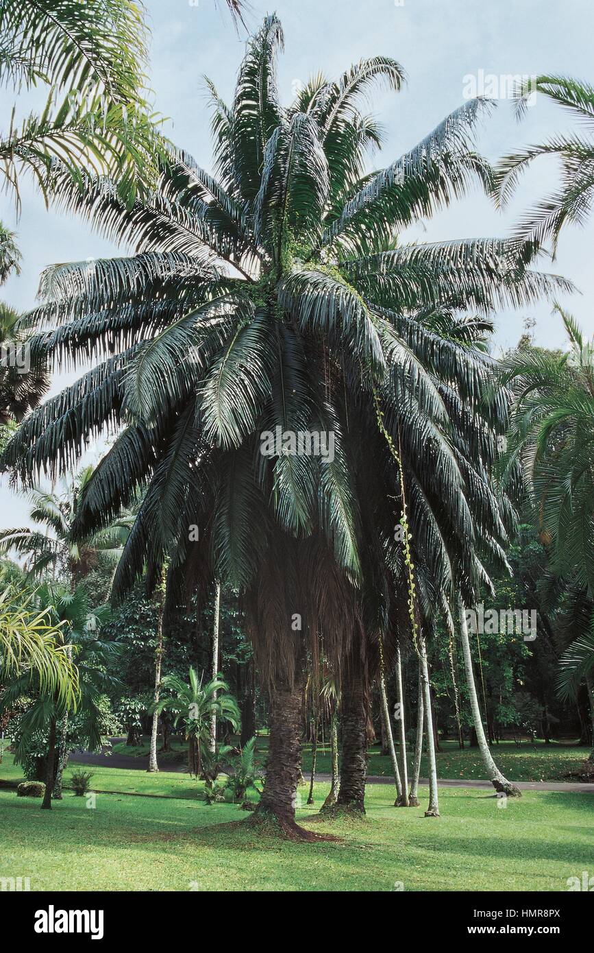 Botany - Trees - Arecaceae. African oil palm (Elaeis guineensis Stock ...