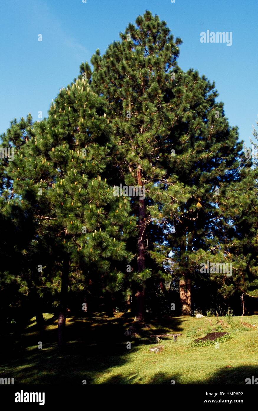 Maritime Pine (Pinus pinaster), Pinaster Stock Photo - Alamy