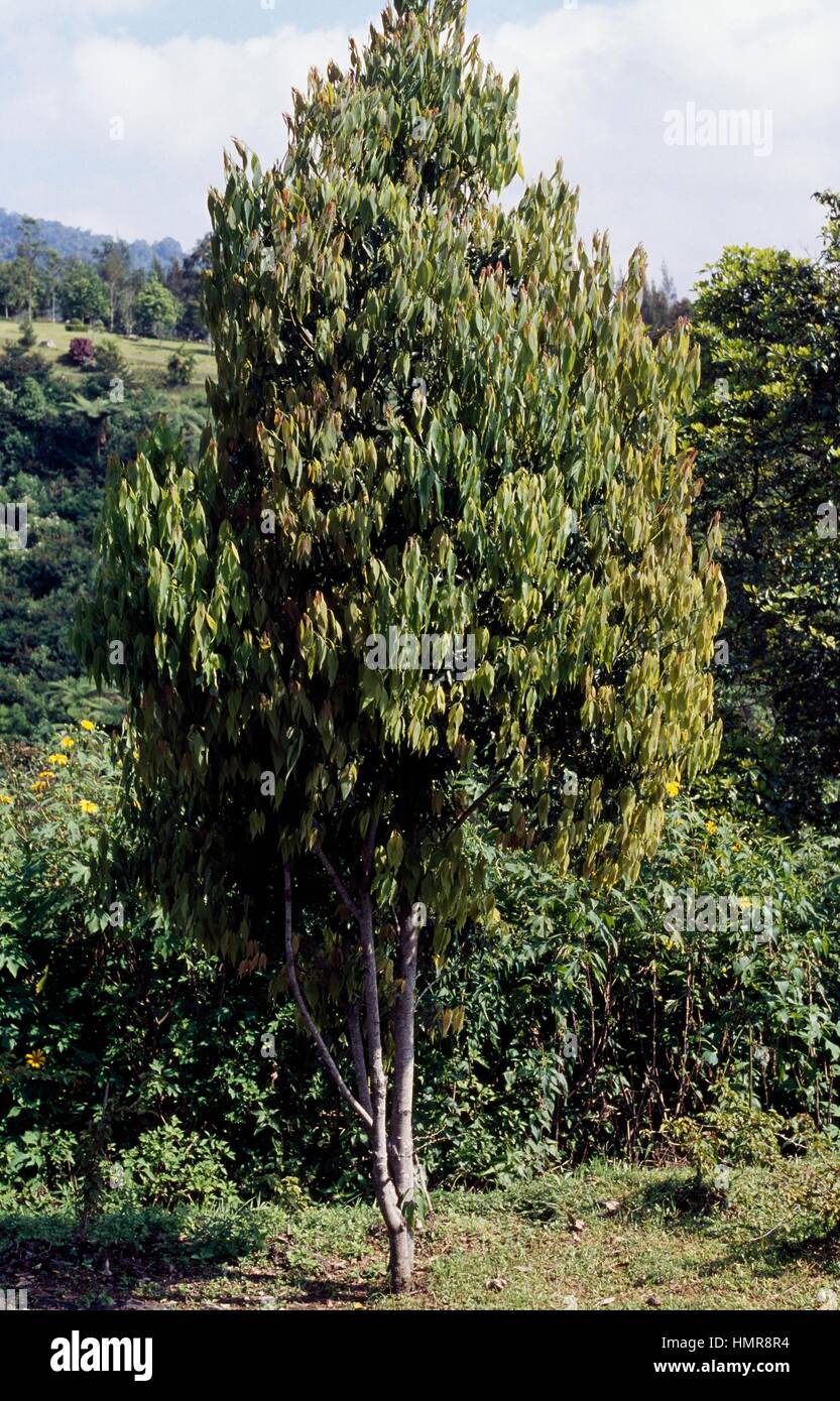 Litsea cassiaefolia hi-res stock photography and images - Alamy