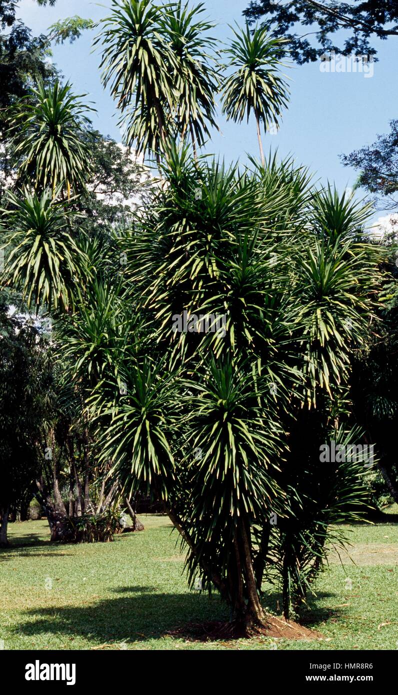 Pandanus (Pandanus furcatus), Pandanaceae Stock Photo - Alamy