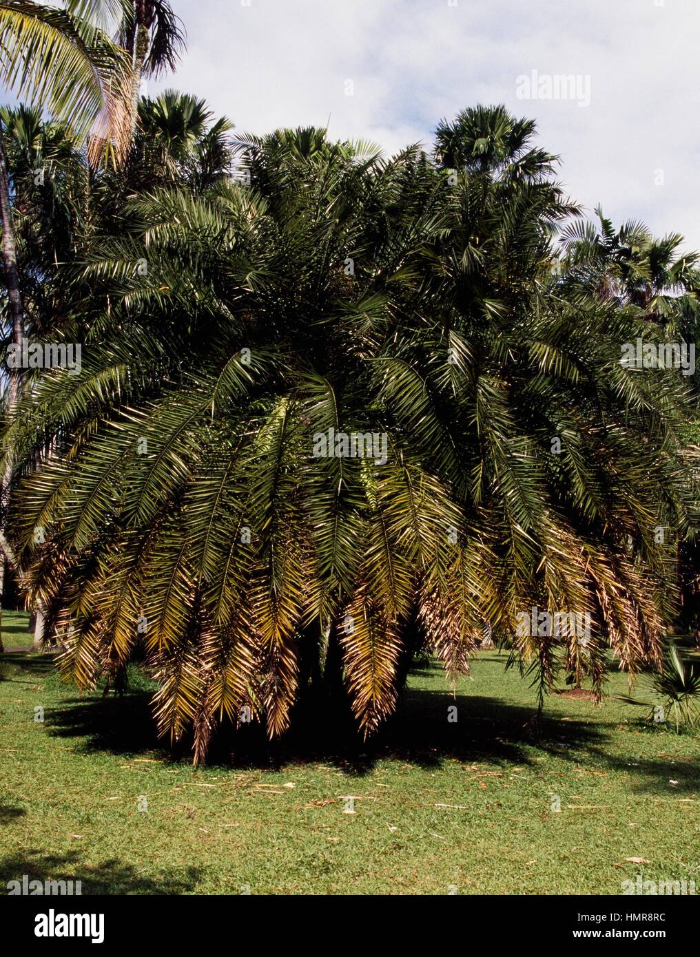 Date Palm (Phoenix farinifera), Arecaceae Stock Photo - Alamy