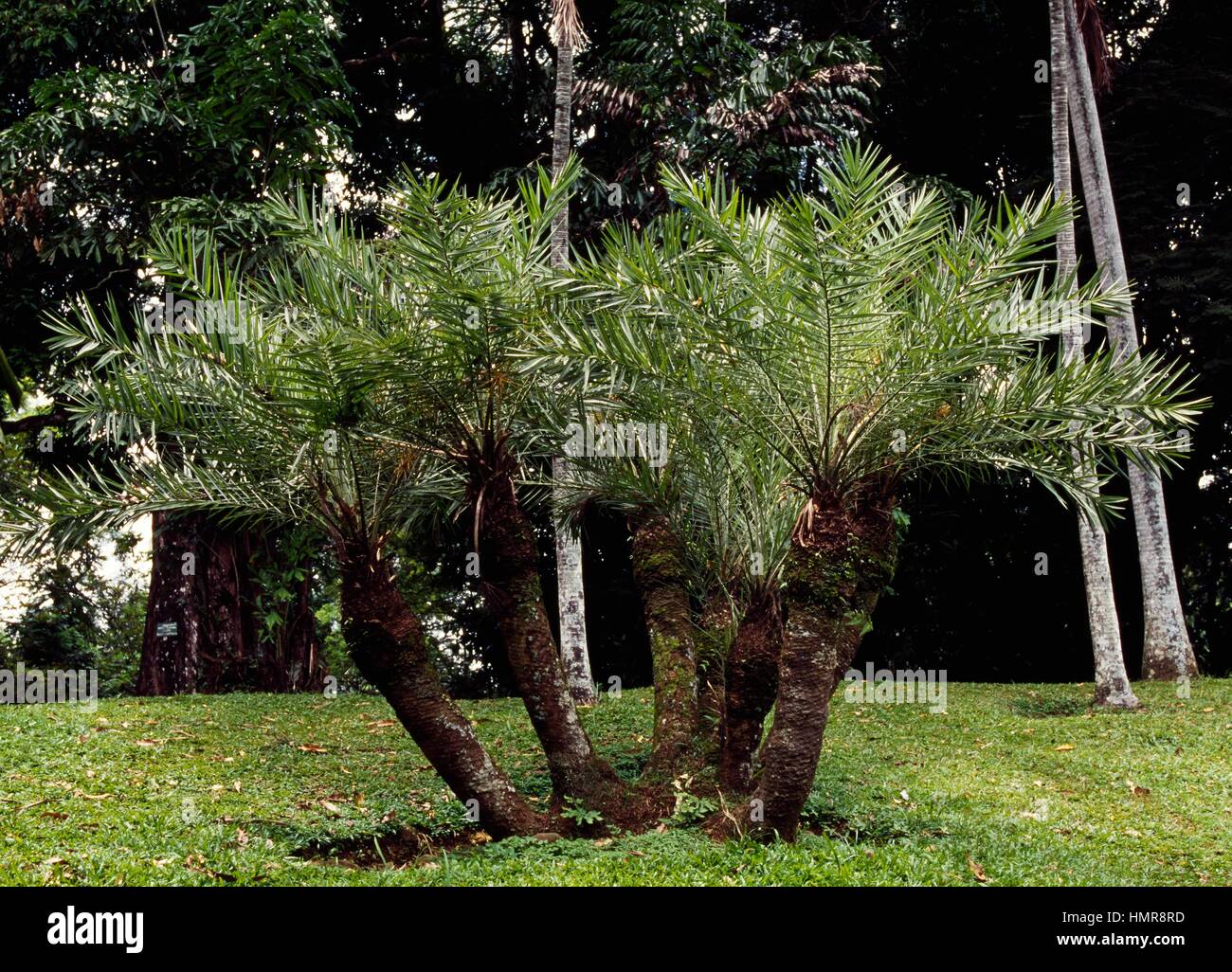 Phoenix Loureiroi High Resolution Stock Photography and Images - Alamy
