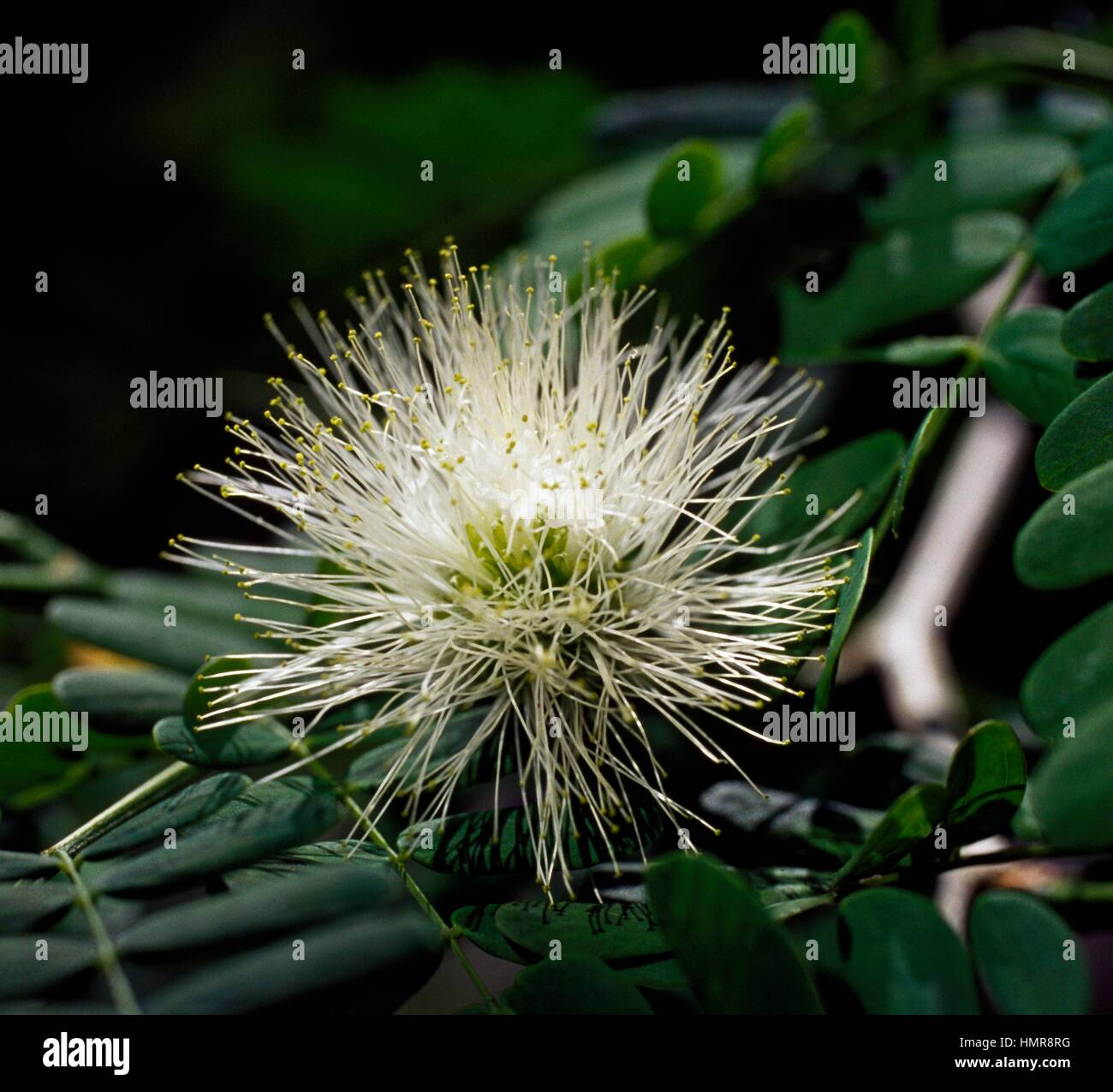 Legume leaves and flowers (Pithecellobium Tortum), Fabaceae-Leguminosae ...