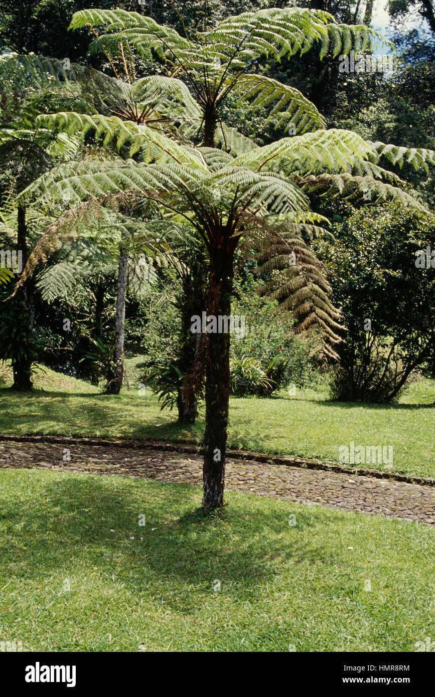 Tree Fern (Dicksonia blumei), Dicksoniaceae Stock Photo - Alamy