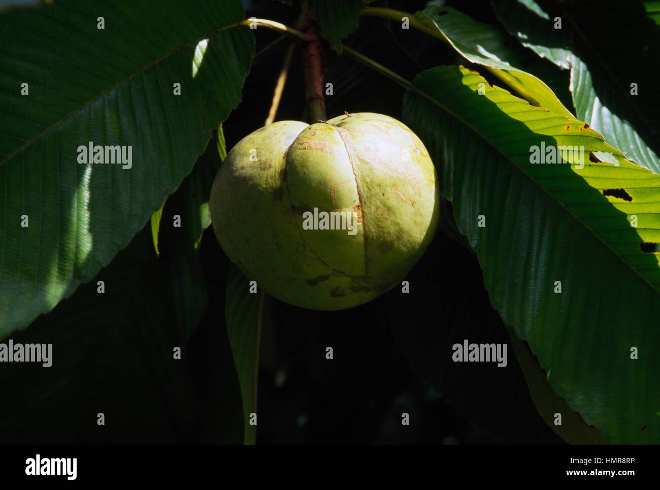 Elephant apple or chulta fruit dillenia indica hi-res stock photography ...
