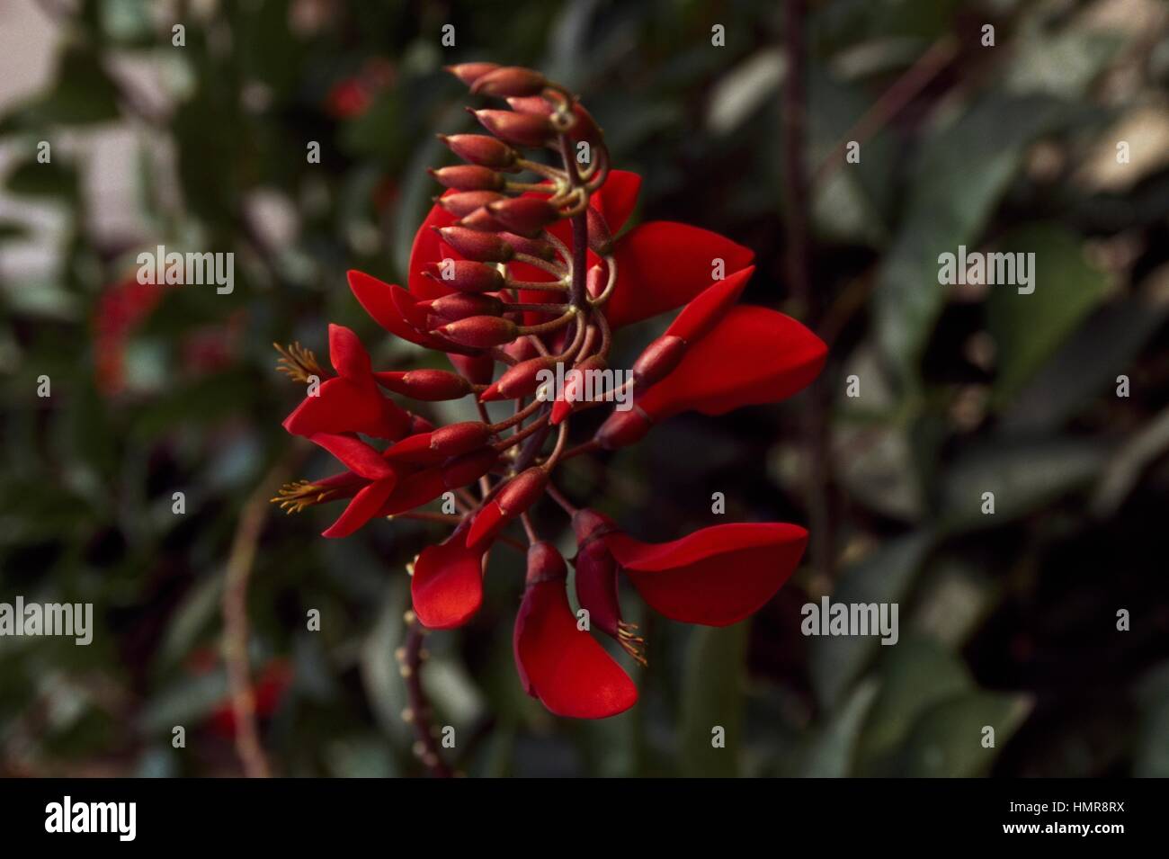 Cockspur Coral Tree flowers (Erythrina crista-galli), Fabaceae ...