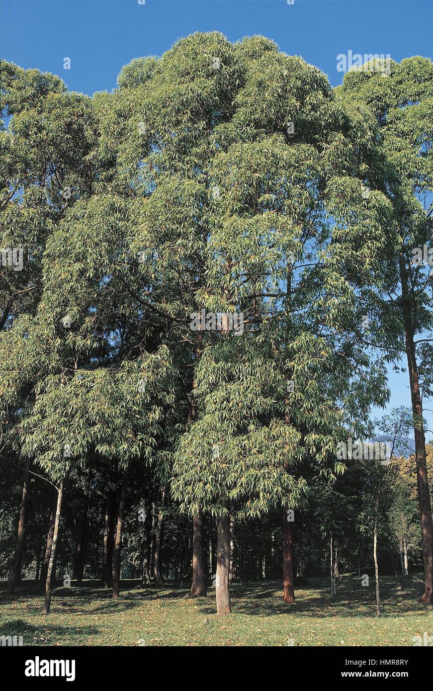 Botany - Trees - Myrtaceae. Poplar gum (Eucalyptus platyphylla Stock ...