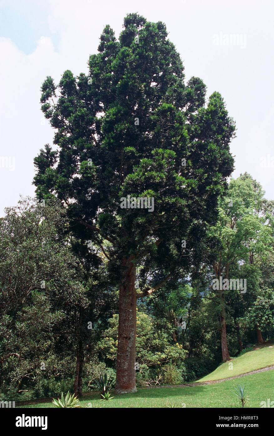 Kauri (Agathis australis), Araucariaceae Stock Photo - Alamy