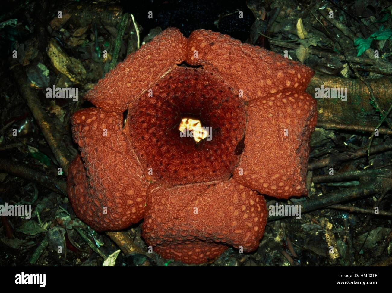 Rafflesia rafflesia micropylora hi-res stock photography and images - Alamy