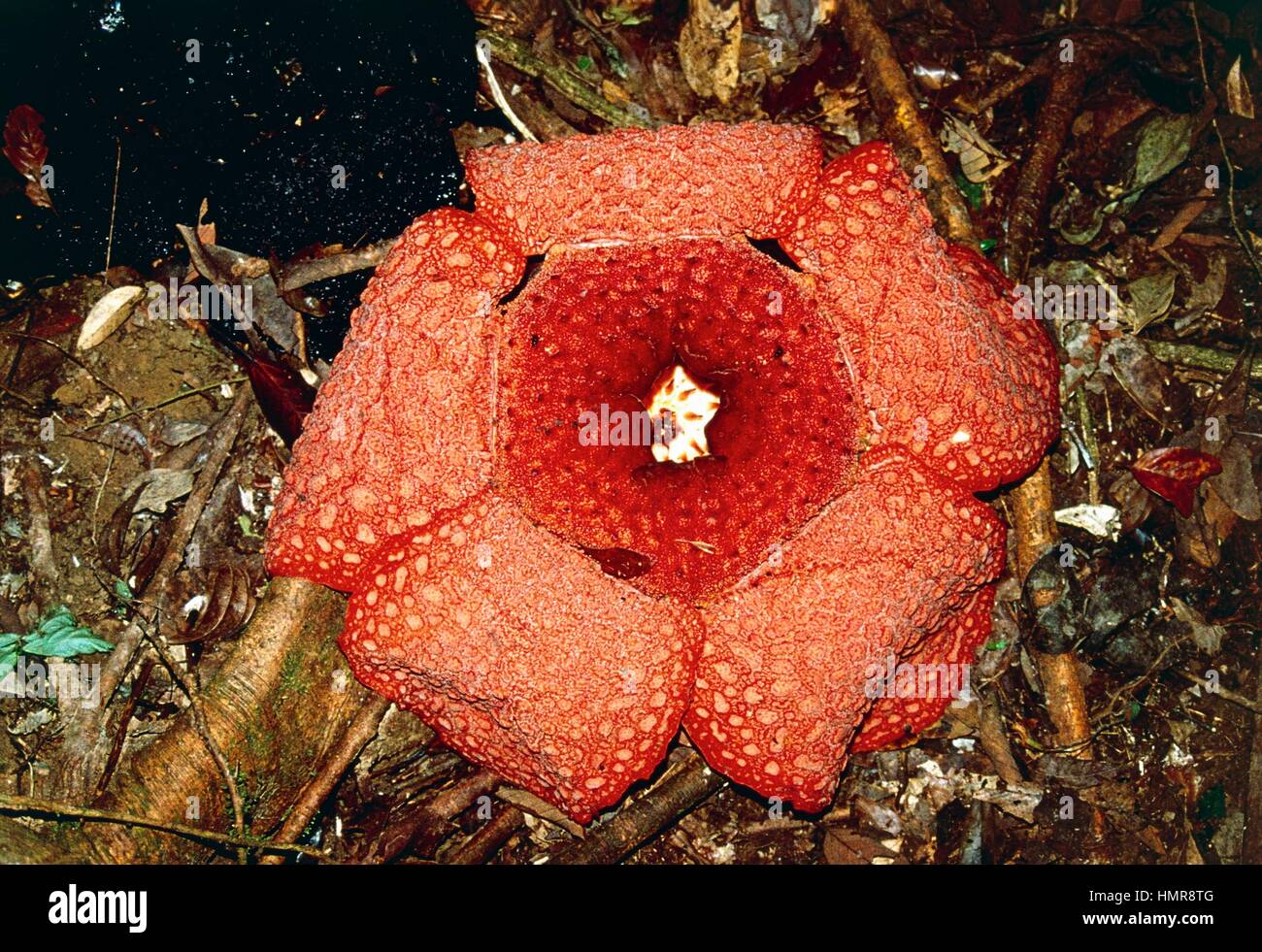 Rafflesia rafflesia micropylora hi-res stock photography and images - Alamy