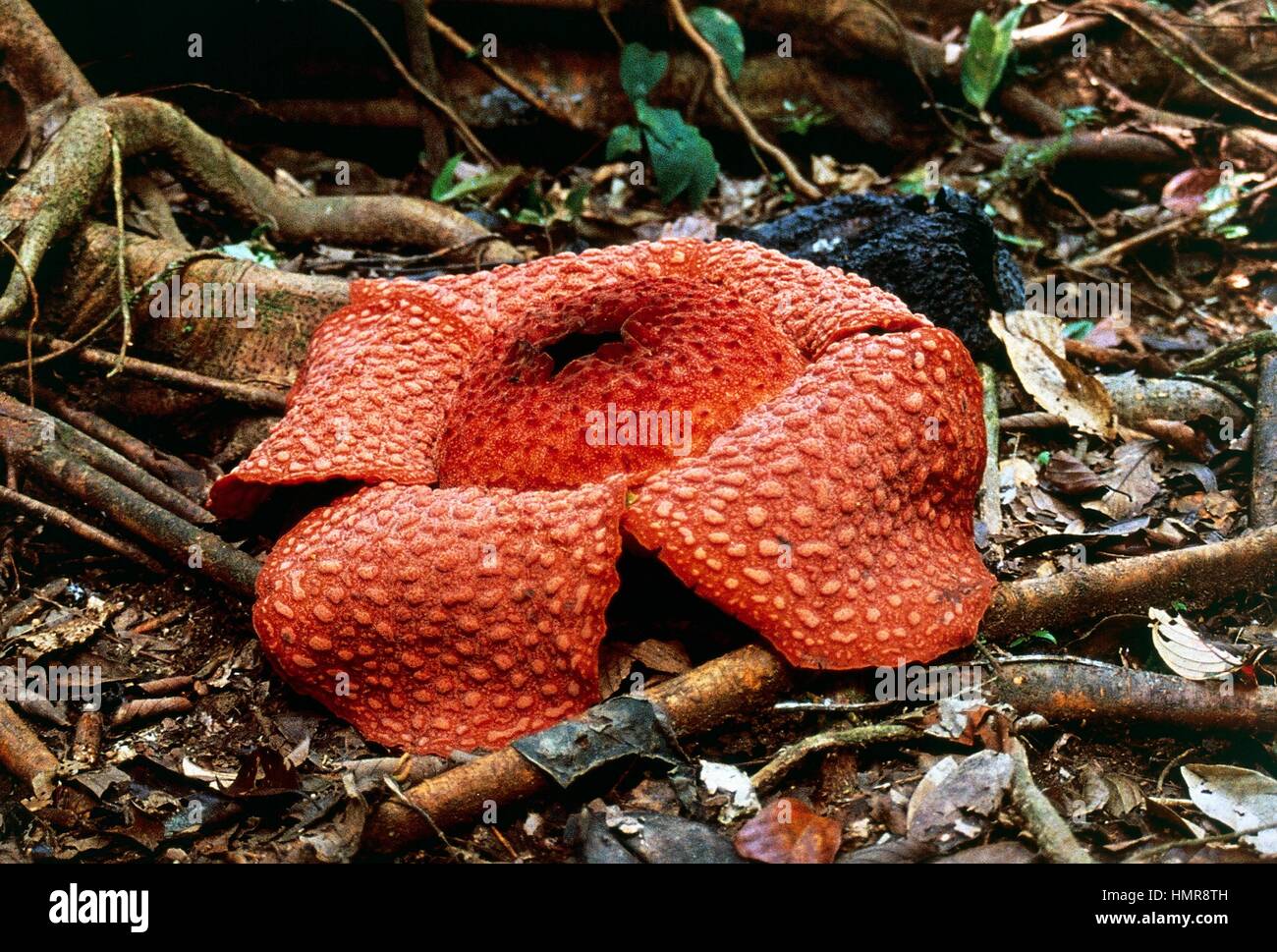 Rafflesia rafflesia micropylora hi-res stock photography and images - Alamy