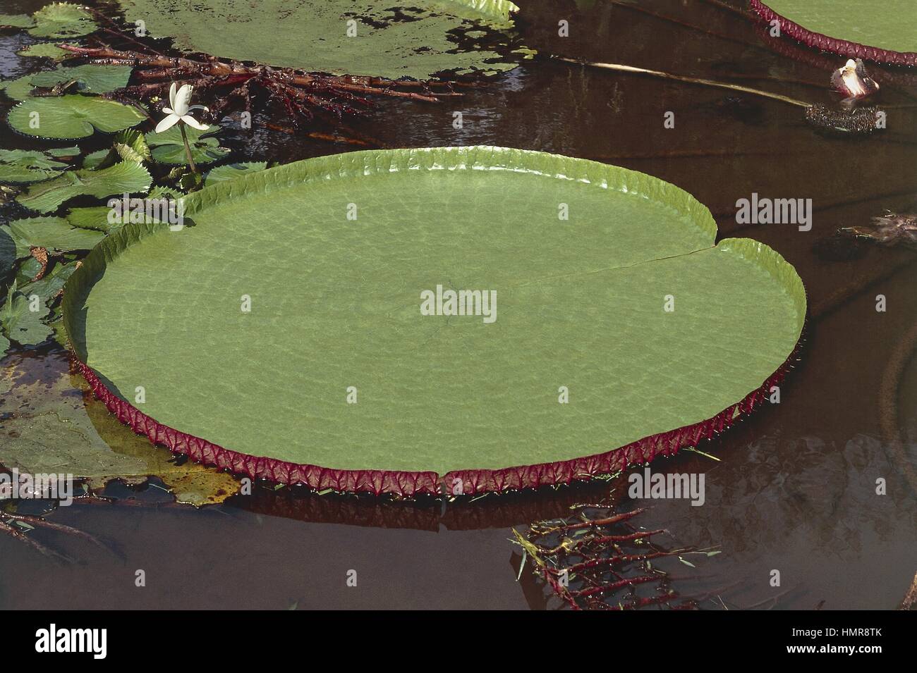Victoria regia lily pad hi-res stock photography and images - Alamy