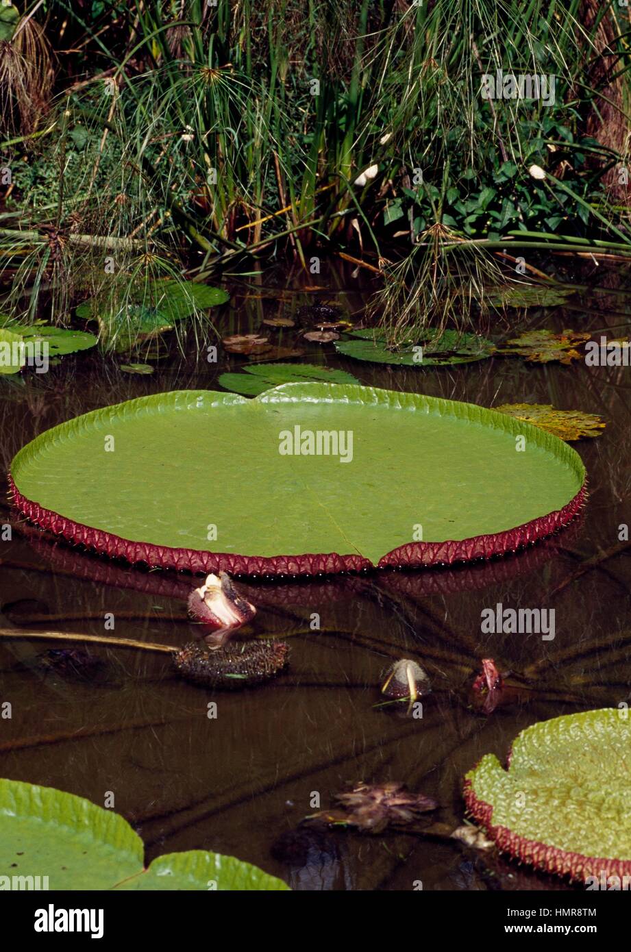 Water Lily (Victoria amazonica or Victoria regia), Nymphaeaceae Stock ...