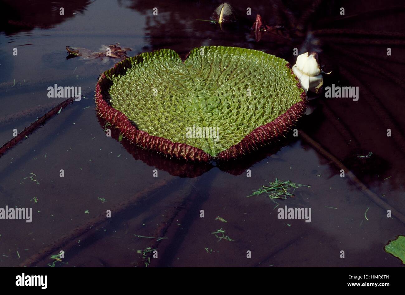 Water Lily (Victoria amazonica or Victoria regia), Nymphaeaceae Stock ...