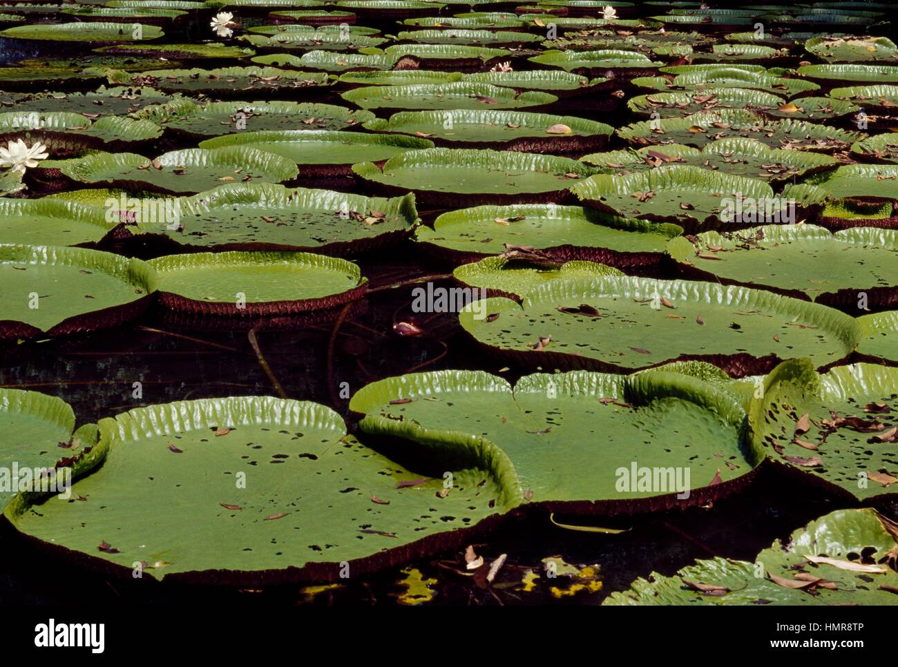 Water Lily (Victoria amazonica or Victoria regia), Nymphaeaceae Stock ...