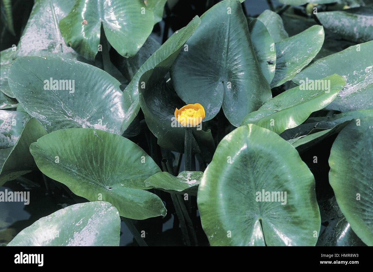 Botany - Nymphaeaceae. Yellow pond-lily (Nuphar lutea Stock Photo - Alamy