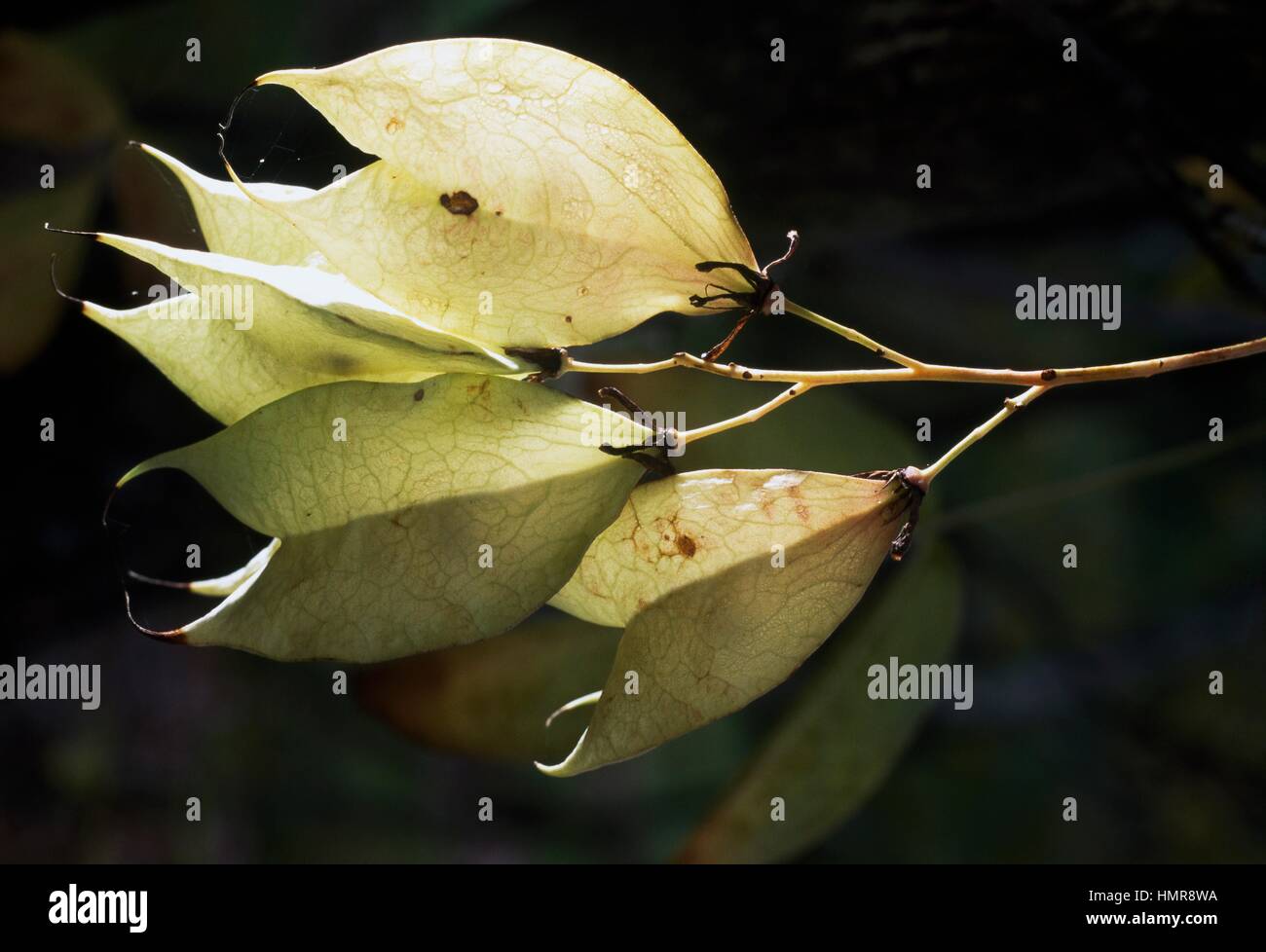 Bladdernut leaves (Staphylea sp), Staphyleaceae Stock Photo - Alamy