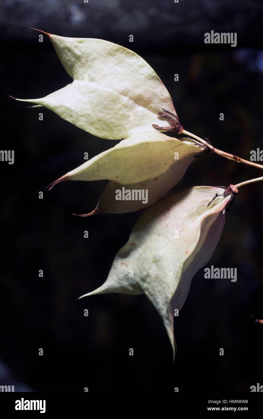 Bladdernut leaves staphylea sp hi-res stock photography and images - Alamy