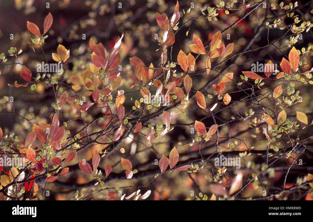 Chinese Elm foliage (Ulmus parvifolia), Ulmaceae Stock Photo - Alamy