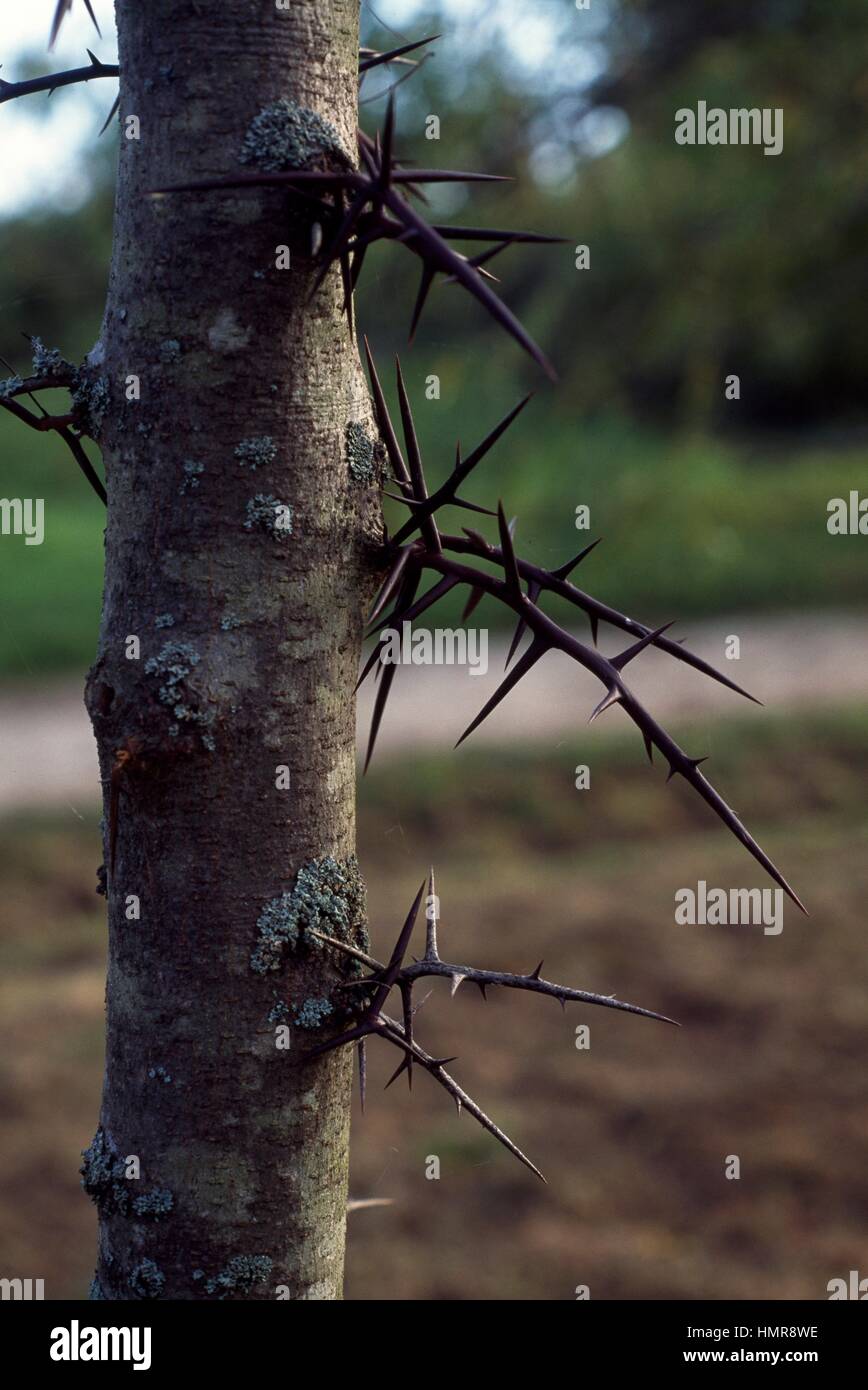 Japenese Honey Locust trunk (Gleditsia japonica), Fabaceae-Leguminosae ...