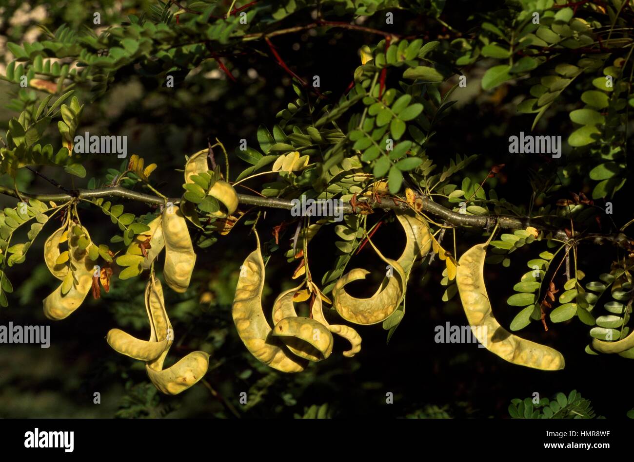 Caspian Locust leaves and pods (Gleditsia caspica), Fabaceae ...