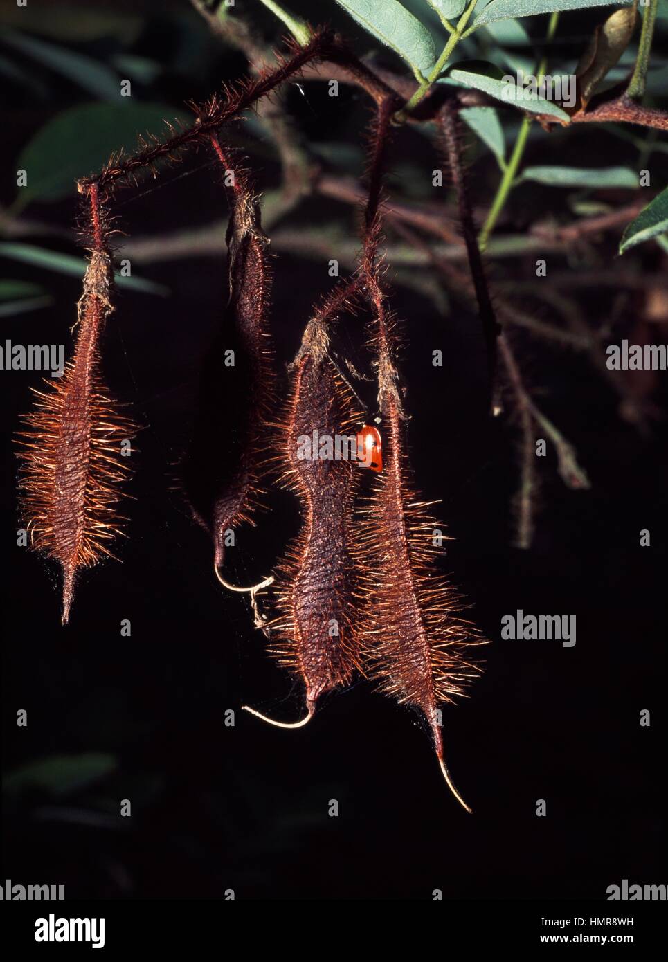 Bristly Locust pods (Robinia hispida), Fabaceae-Leguminosae Stock Photo ...