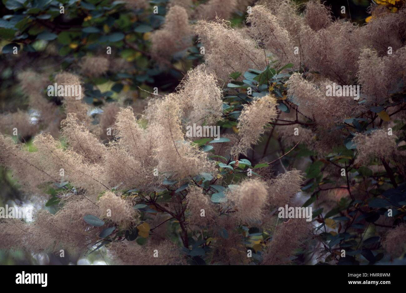 Eurasian Smoketree, Tree of Fog or False Suma flowers (Rhus cotinus or ...