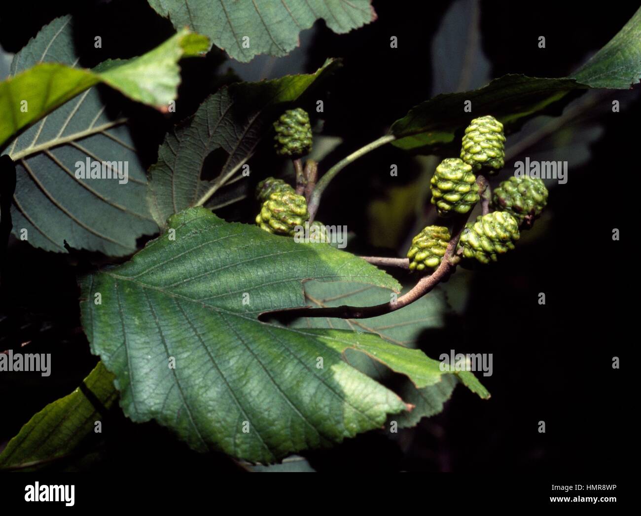 White alder leaves cones alnus incana hi-res stock photography and ...