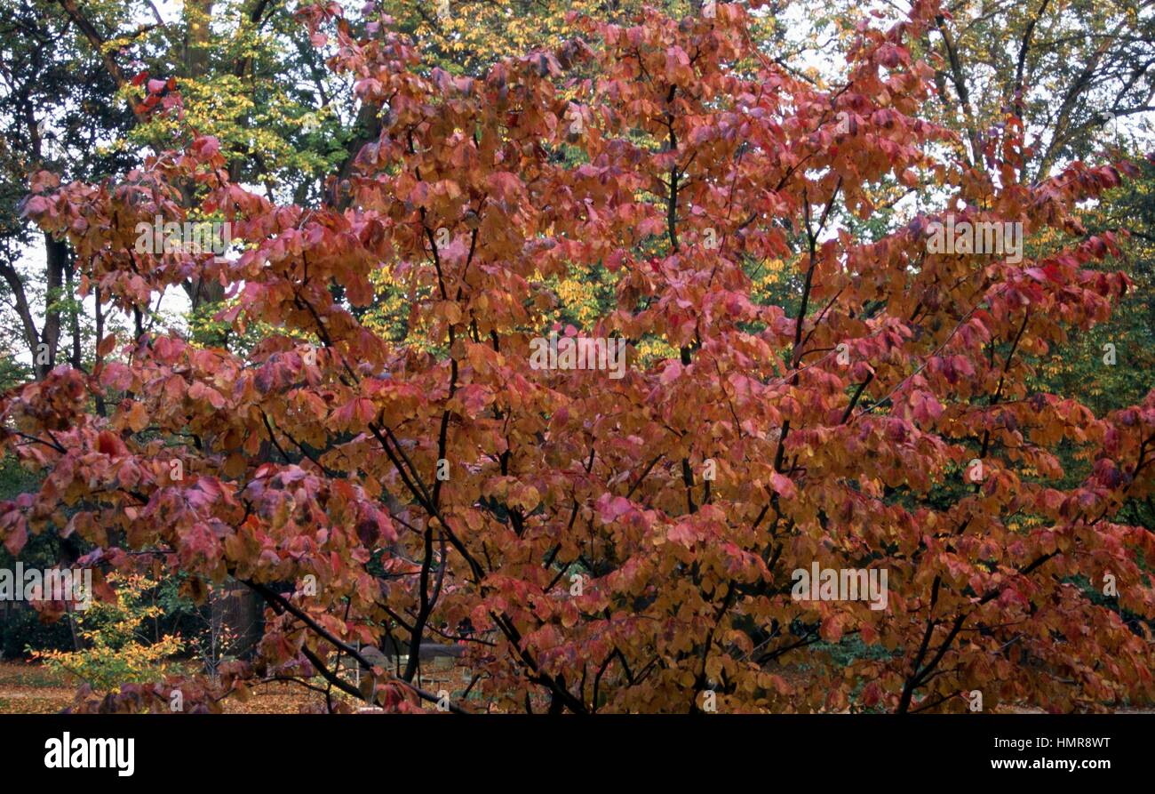 Persian ironwood leaf hi-res stock photography and images - Alamy