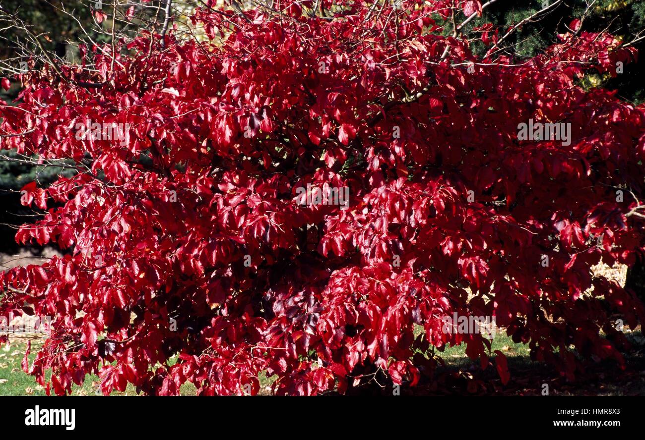 Persian Ironwood tree (Parrotia persica), Hamamelidaceae Stock Photo ...