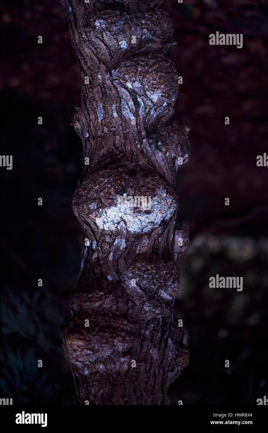 Red Mulberry trunk (Morus rubra), Moraceae. Detail Stock Photo - Alamy