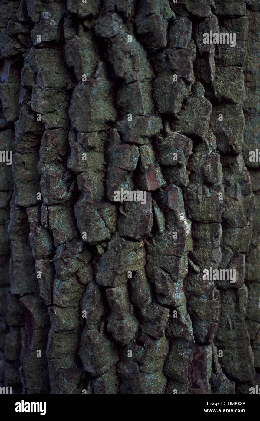 American persimmon bark diospyros virginiana hi-res stock photography ...