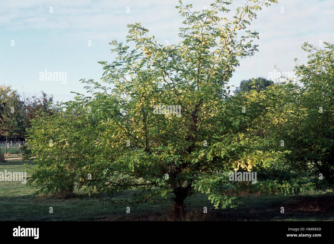 Japenese Honey Locust (Gleditsia japonica), Fabaceae-Leguminosae Stock ...