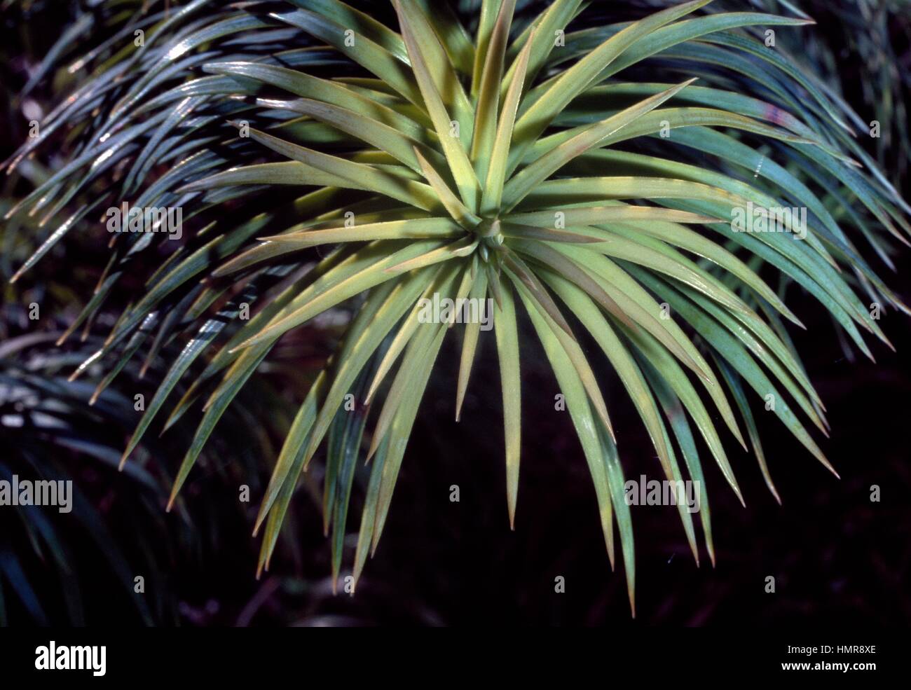 Cunninghamia (Cunninghamia lanceolata), Cupressaceae. Detail Stock ...