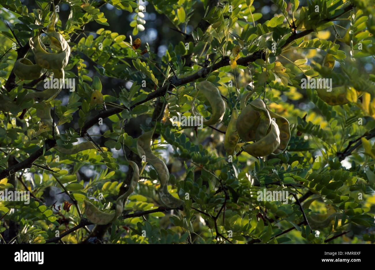 Japenese Honey Locust leaves and pods (Gleditsia japonica), Fabaceae ...