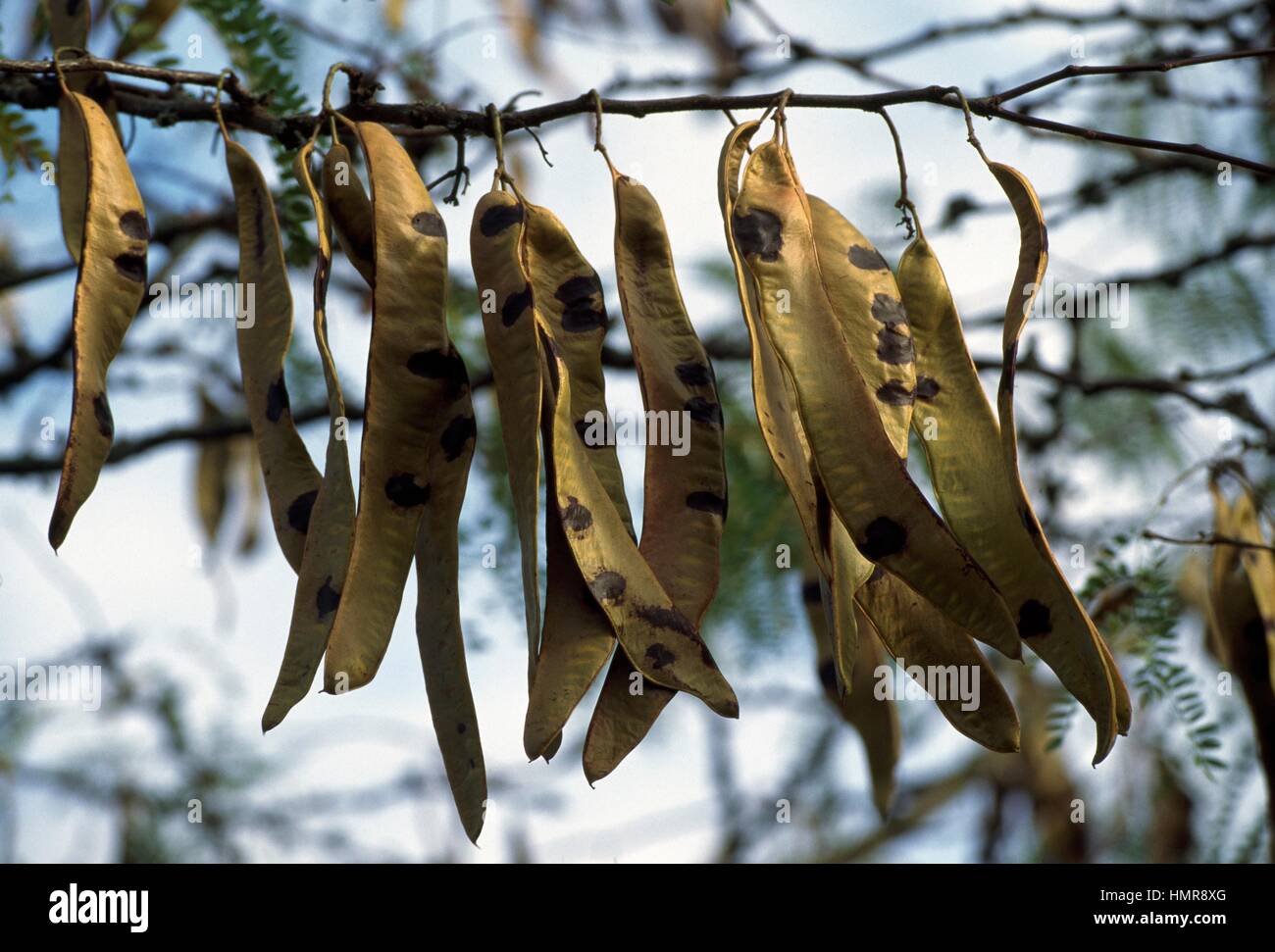Japenese Honey Locust pods (Gleditsia japonica), Fabaceae-Leguminosae ...