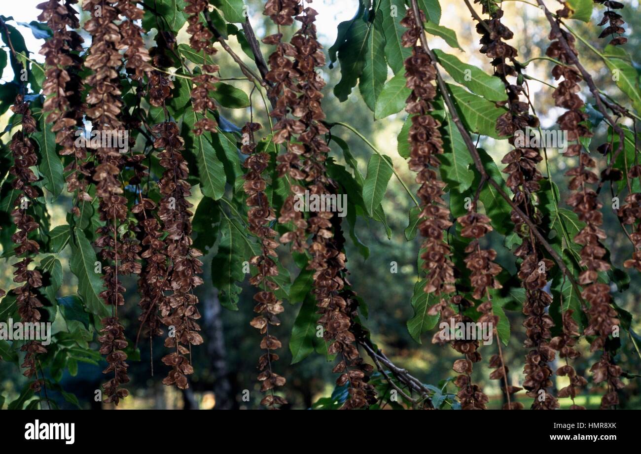 Chinese wingnut hi-res stock photography and images - Alamy