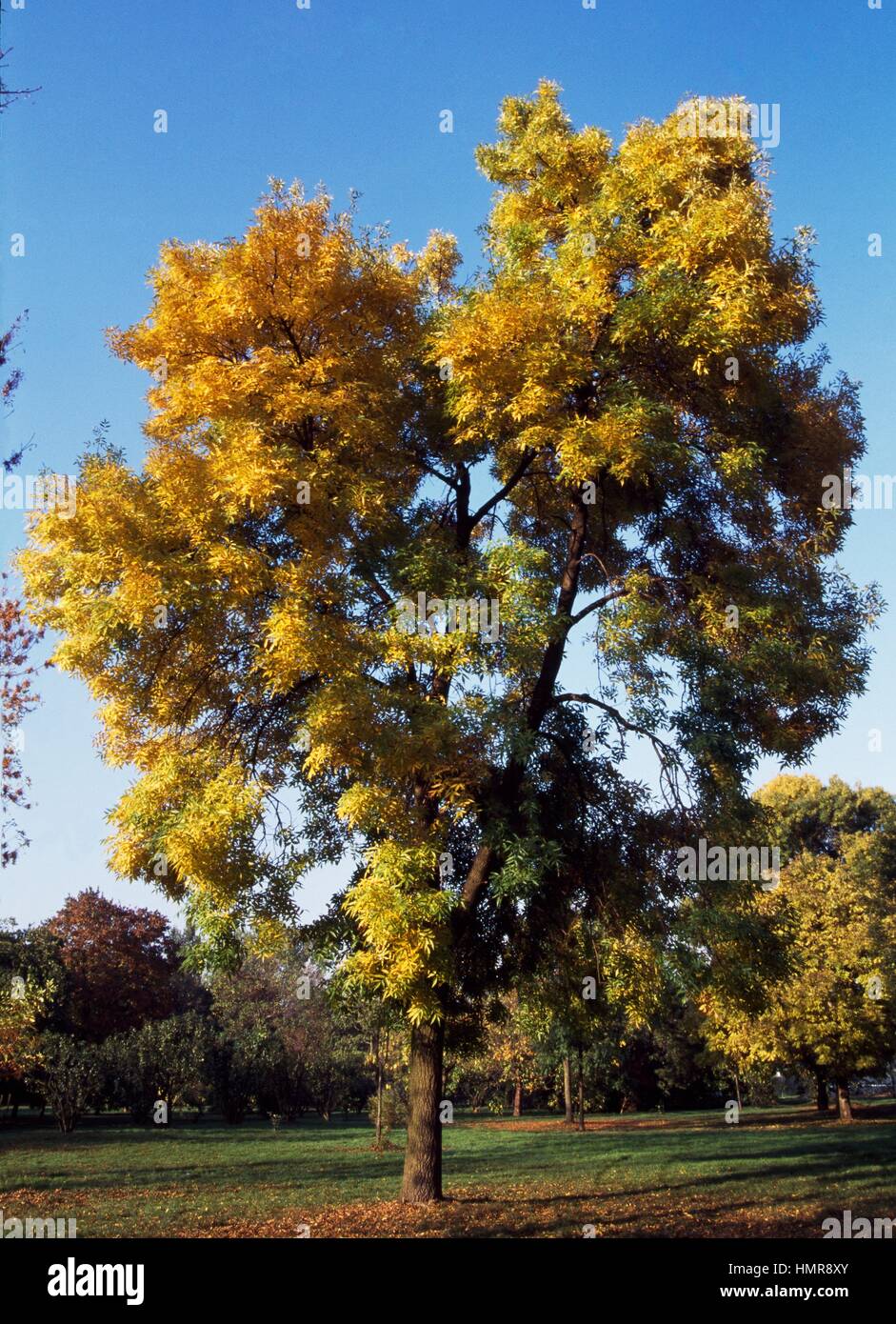 American ash (Fraxinus americana), Oleaceae Stock Photo - Alamy