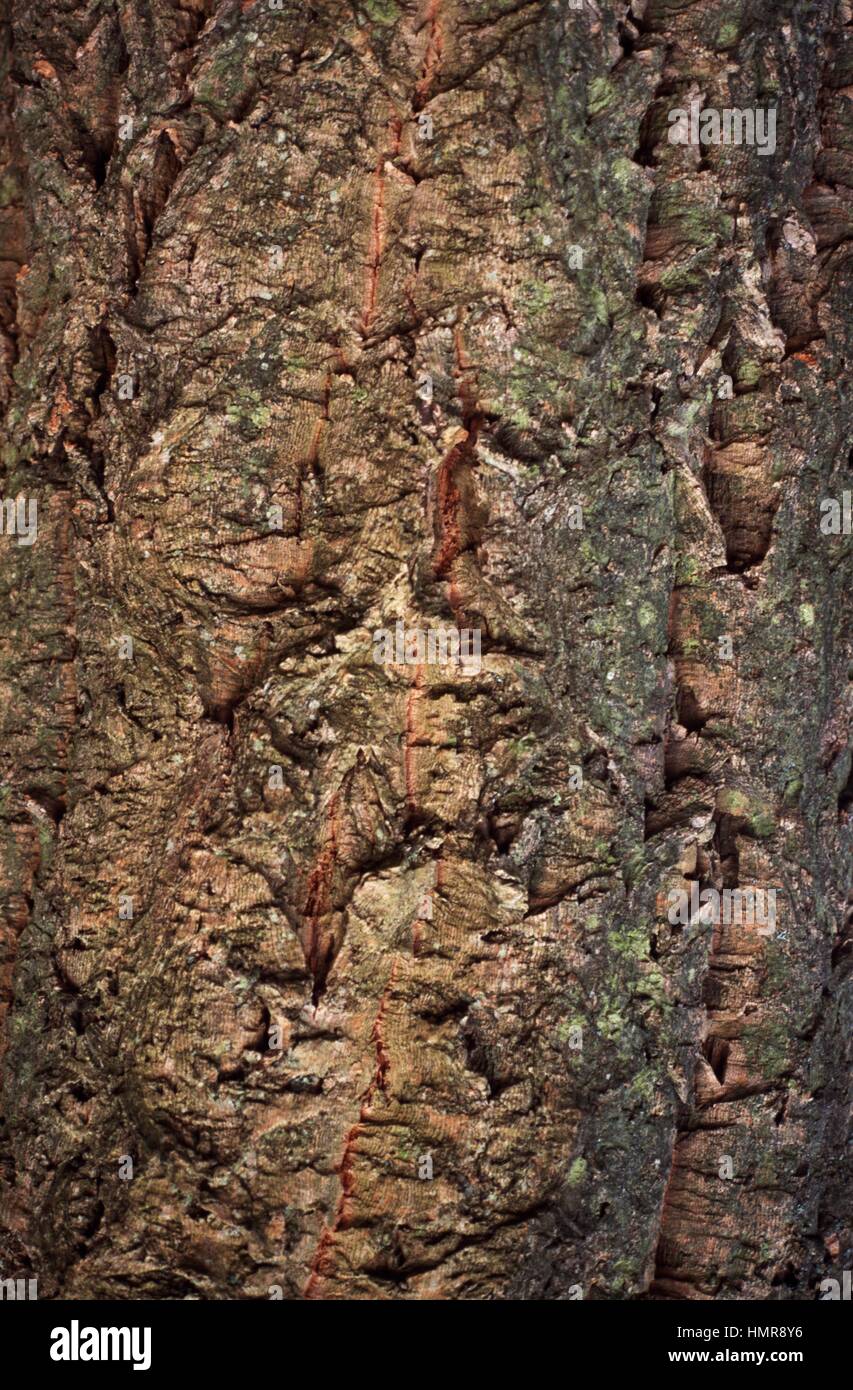 Chinese Cork Oak bark (Quercus variabilis), Fagaceae Stock Photo - Alamy