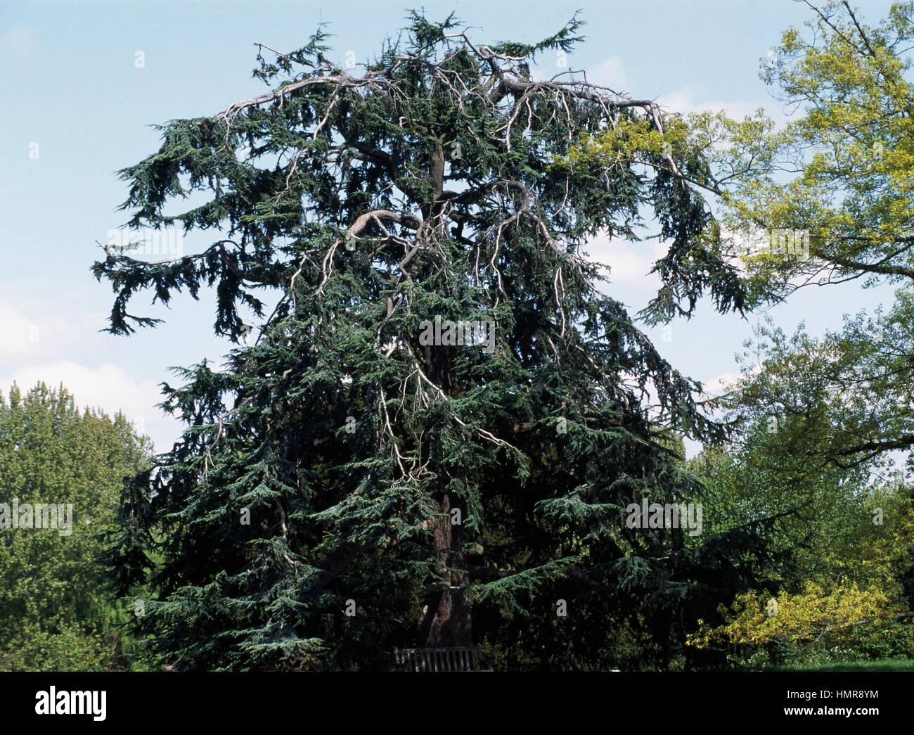 Atlas Cedar (Cedrus atlantica), Pinaceae Stock Photo - Alamy