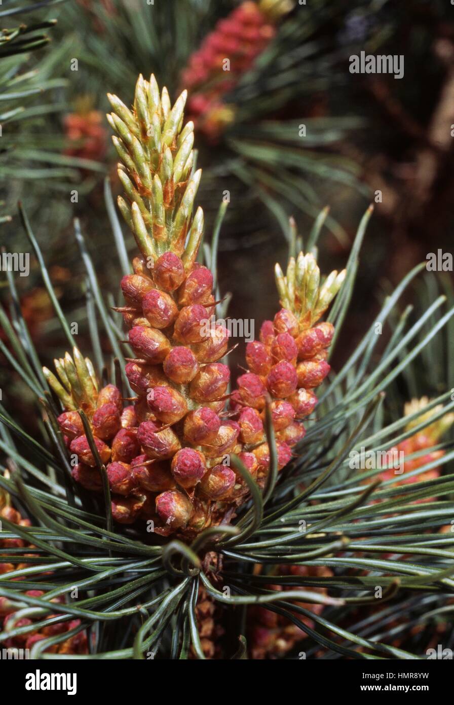 Leaves and young cones of Swiss pine (Pinus cembra), Pinaceae Stock ...