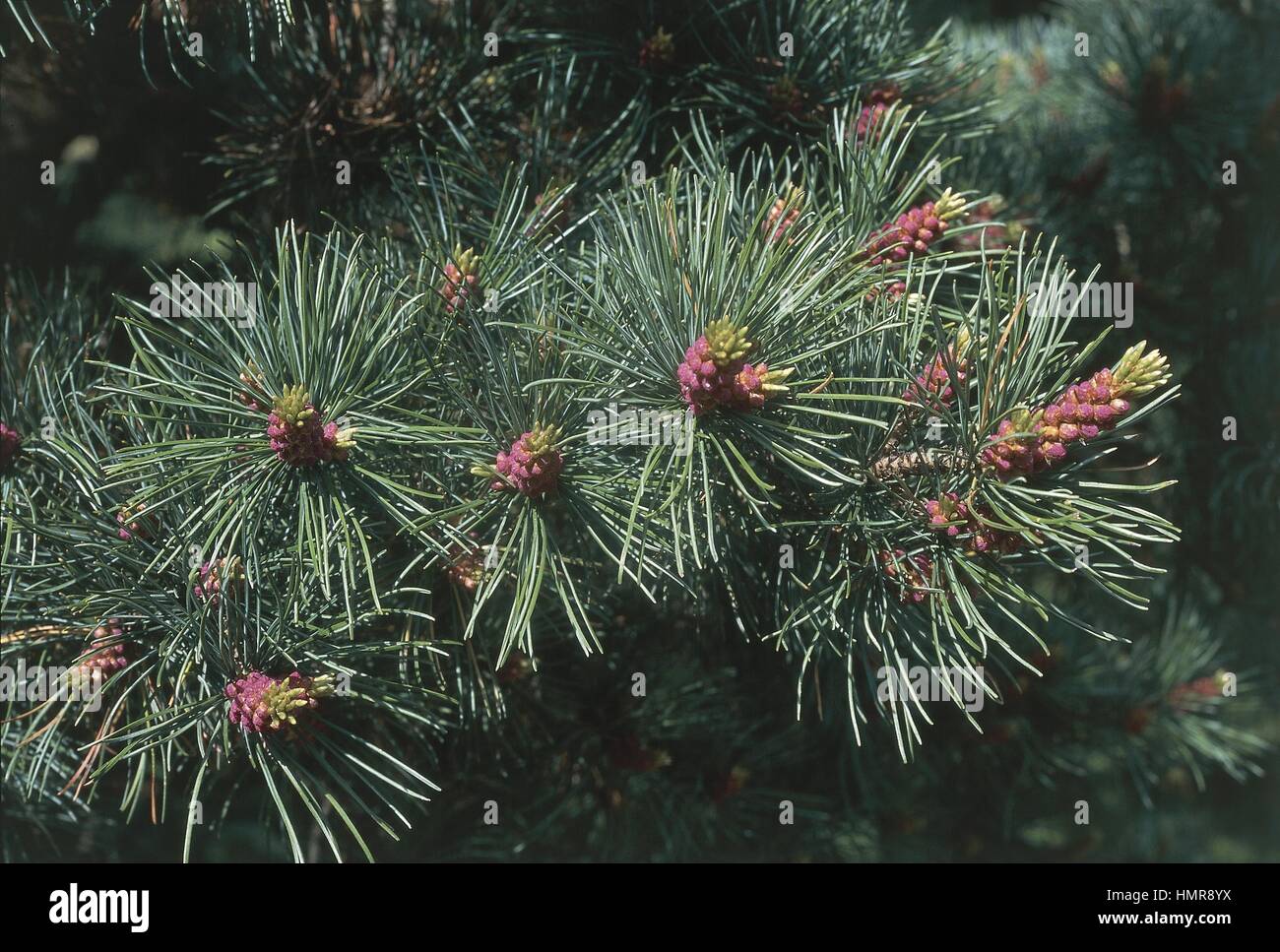Botany - Trees - Pinaceae - Swiss Pine (Pinus cembra), close-up of ...