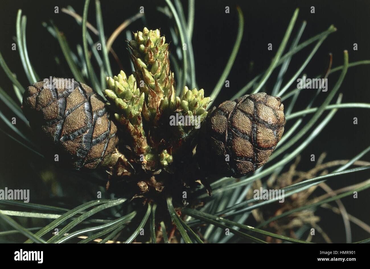 Botany - Tres- Conifers - Pinaceae. Swiss stone pine (Pinus cembra ...