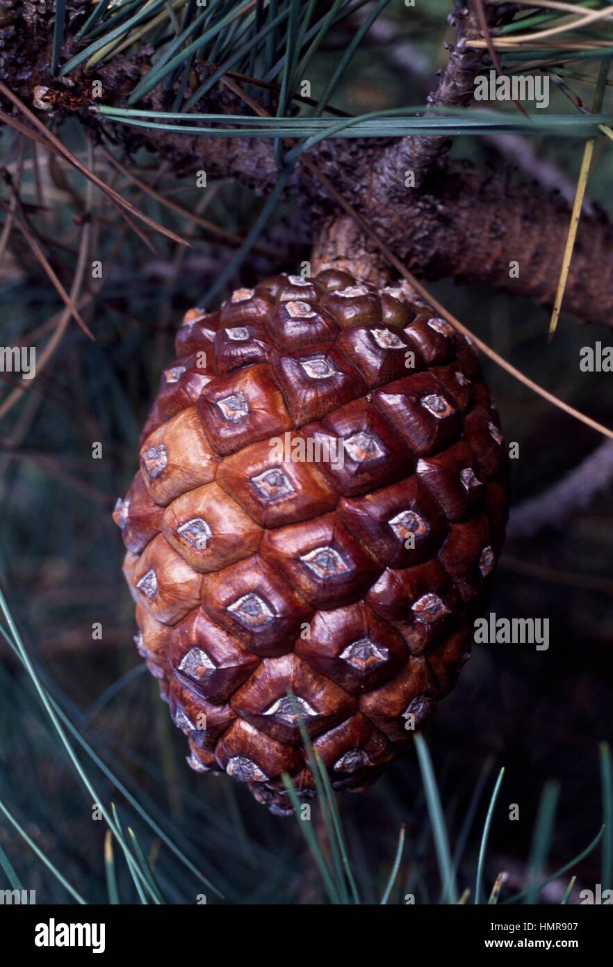 Strobilus Pinus Stock Photos & Strobilus Pinus Stock Images - Alamy