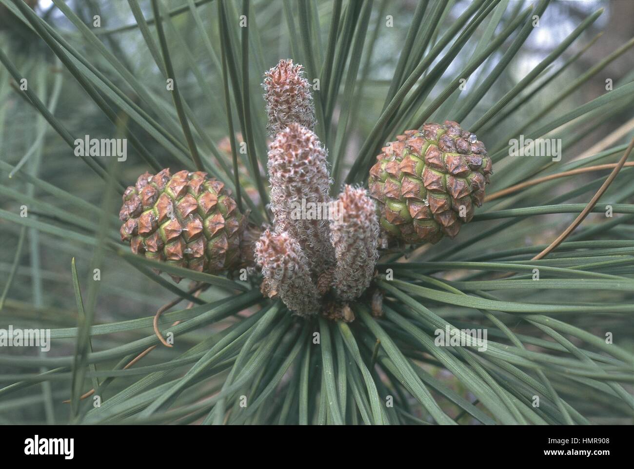 Botany - Trees - Pinaceae - Stone Pine (Pinus pinea), close-up of cones ...