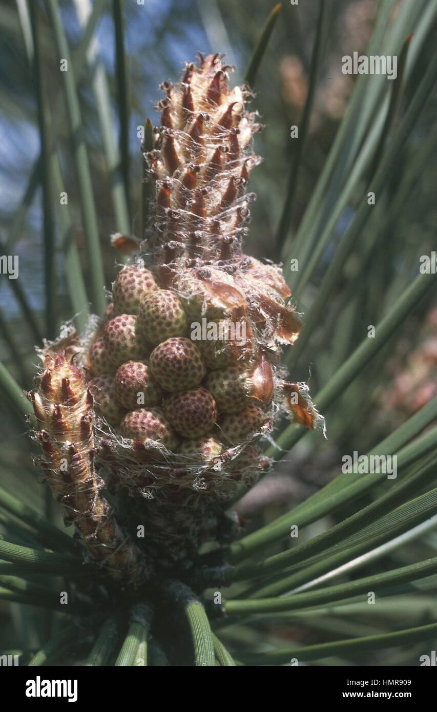 Botany - Trees - Pinaceae - Maritime Pine (Pinus pinaster), close-up of ...