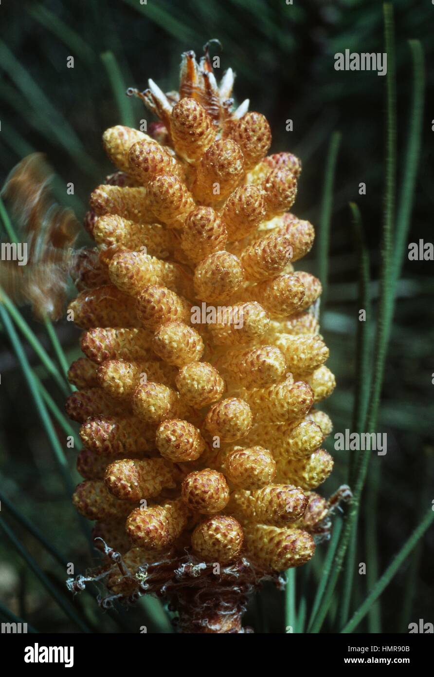 Pinus Male Cone